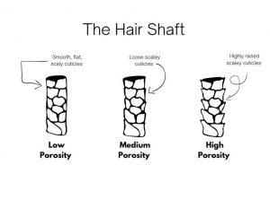 Hair Porosity: What It Means and How to Care for Each Type - sciencequick